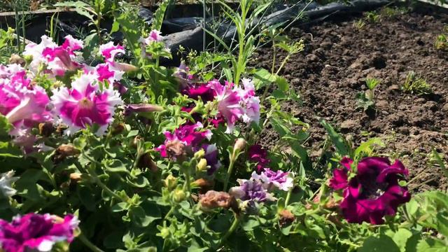 Вечерний дождь. Подкормка клубники после плодоношения.