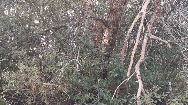 Где живут шершни? Как спят шершни?