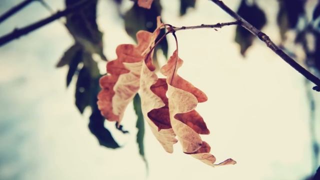 Моя душа - всего лишь Осень...