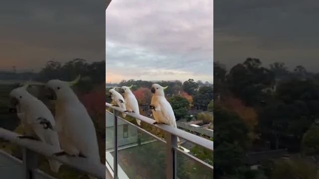 Любители печенек