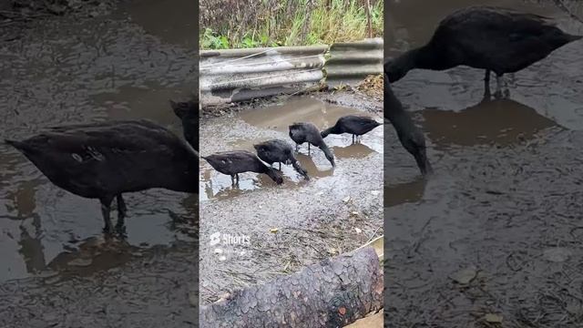 жизнь уток 35 #ducklife 35 #villagelife #duck #village #деревня #утки #бегунки