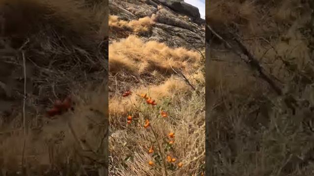 Место Силы. Заповедник Беш-Таш #mariupol