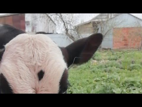 Наш бычку больше двух месяцев.  Бычок кушает свеклу, перевели на болтушку. щипает траву.