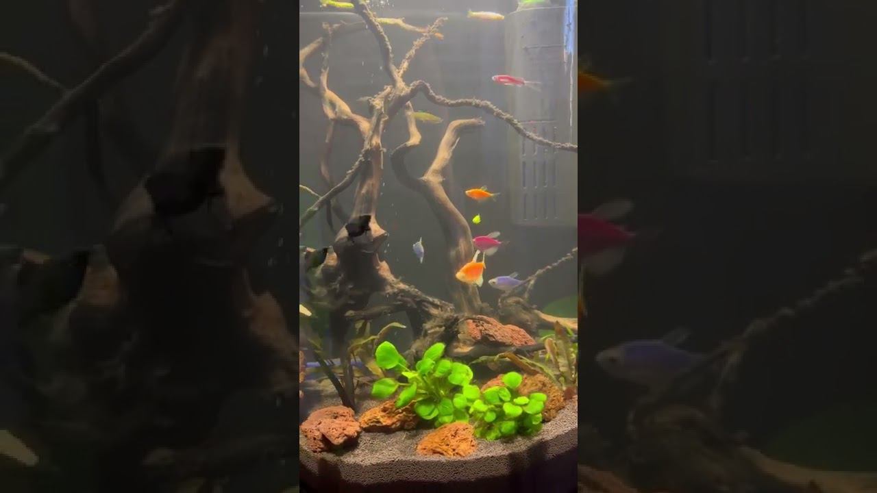 Запуск совершенно нового аквариума. Ничего сложного, но баланс старались соблюсти.