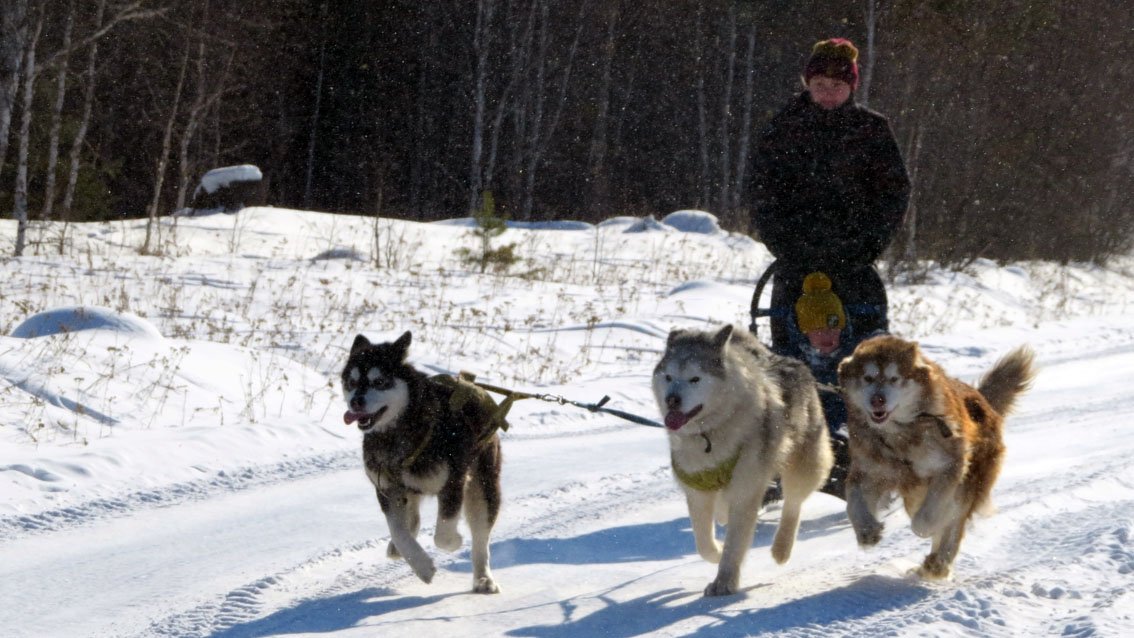 Маламуты в Малом Голоустном