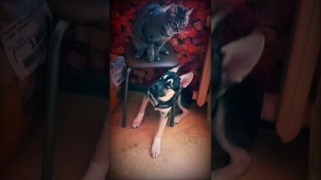 вот такая дружба между кошкой и собакой