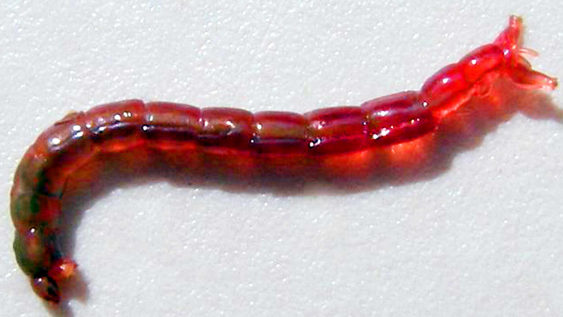 Что делать со старым мотылём?