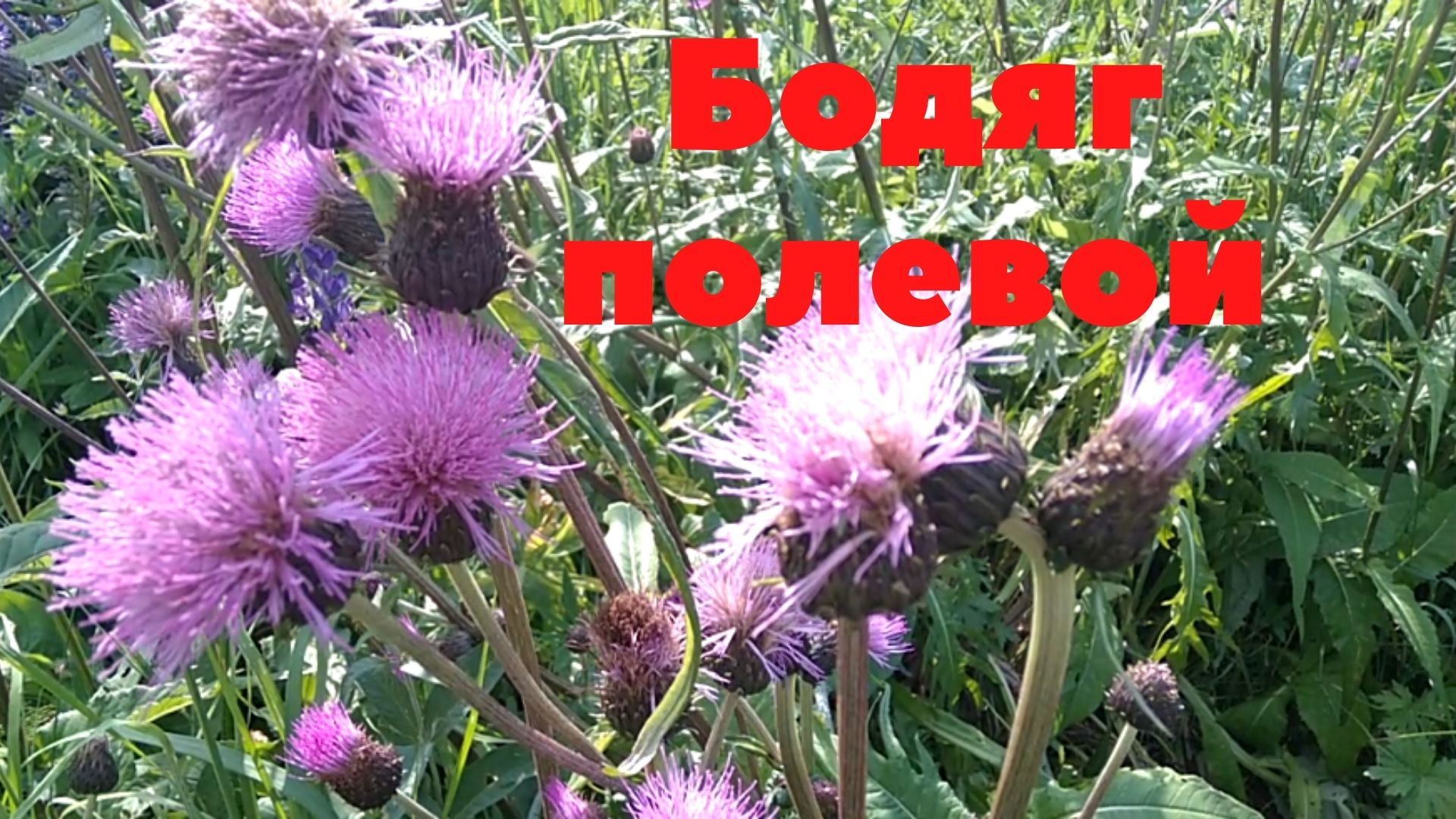 Бодяг полевой. Растение, которое обладает лечебными свойствами.