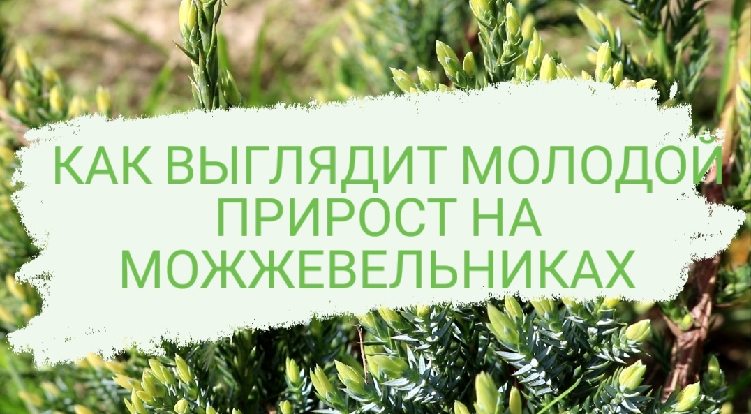КАК ВЫГЛЯДИТ МОЛОДОЙ ПРИРОСТ НА МОЖЖЕВЕЛЬНИКАХ ?