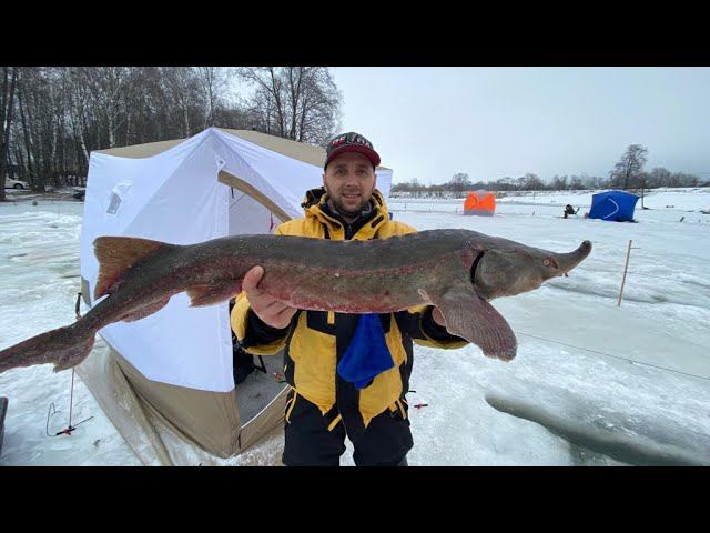 Клюнул монстр!!! Рыбалка на осетра законным способом.