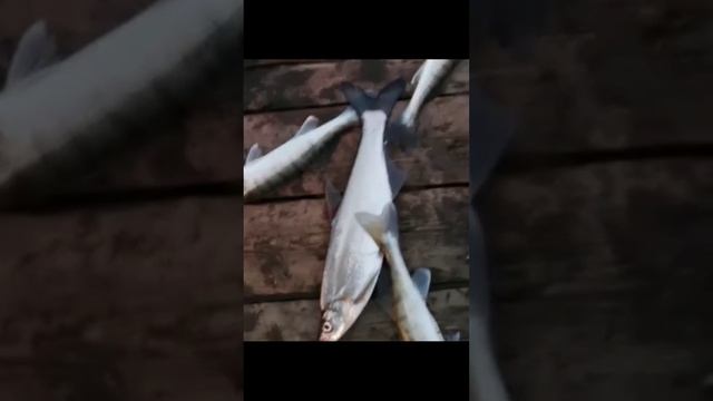 Ловля судака и верхогляда на воблер 55 мм (6,2 гр) от Mr. Musurok #shorts