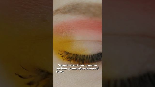 Факт про глаза 👁👁