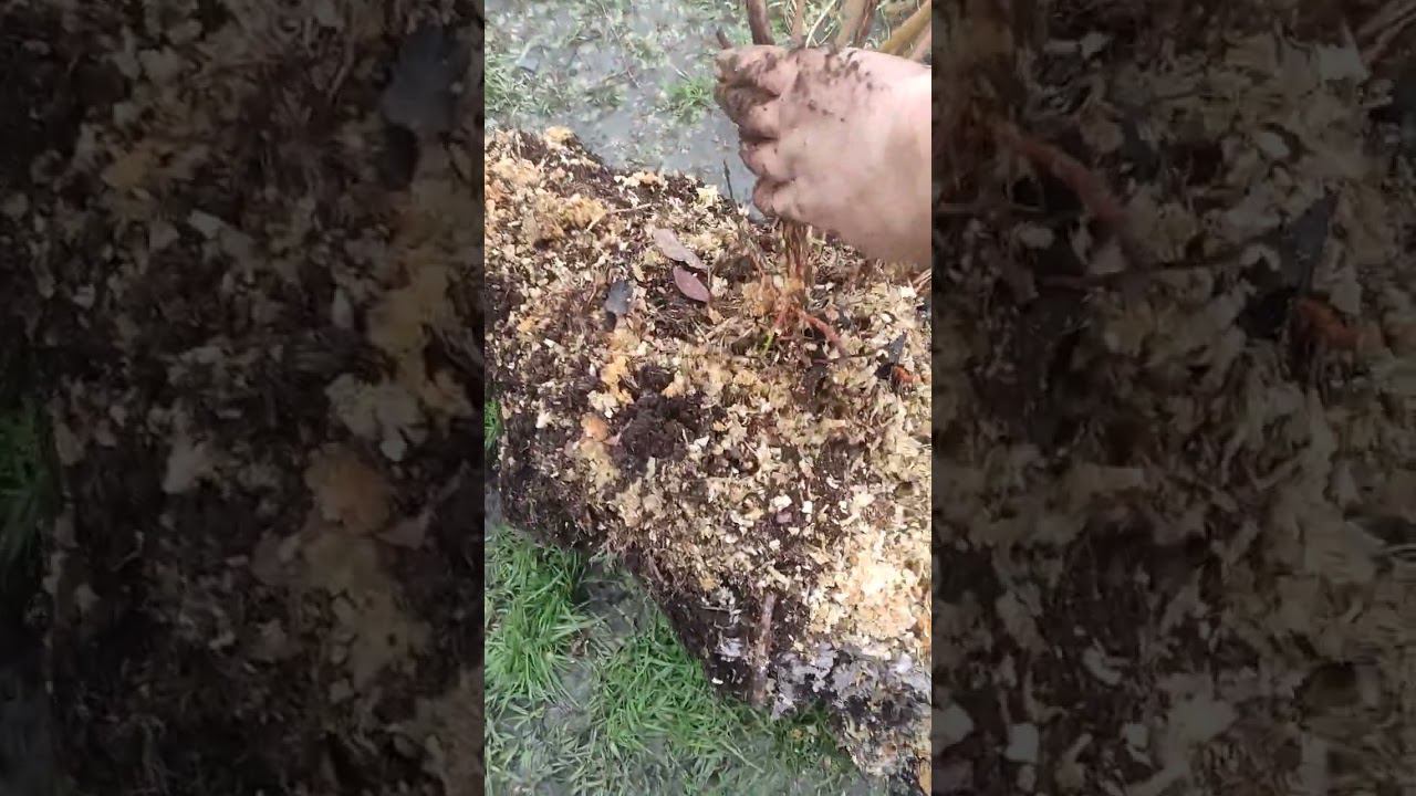 Корректировка в рядах голубики.