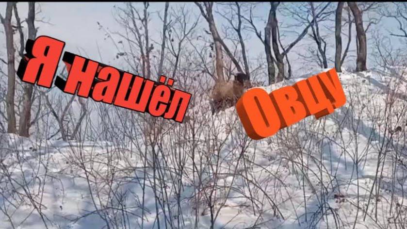 ( 1 сезон 1 серия) нашел овцу  с детёнышем