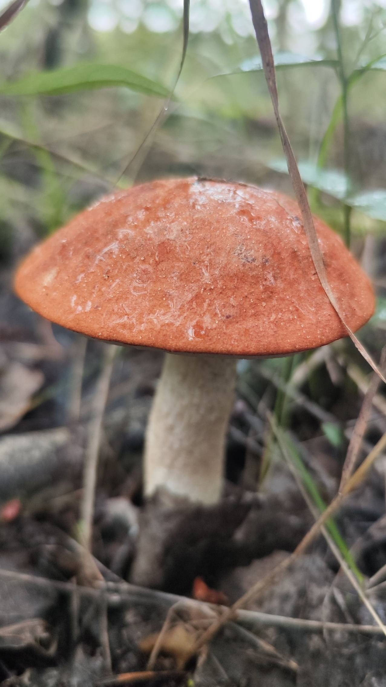 Собираю грибы #грибы #грибники #подосиновик #подберезовики #грибнойсезон #грибочки #лес