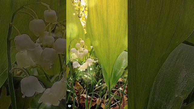 Доброго утра