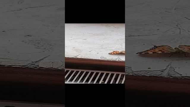 бабочка меня встречает, добро пожаловать домой