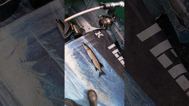 поймал щуку в лужице