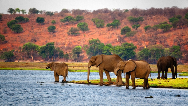 Оркестр Поля Мориа "Аlonette" / Жаворонок и животный мир Африки