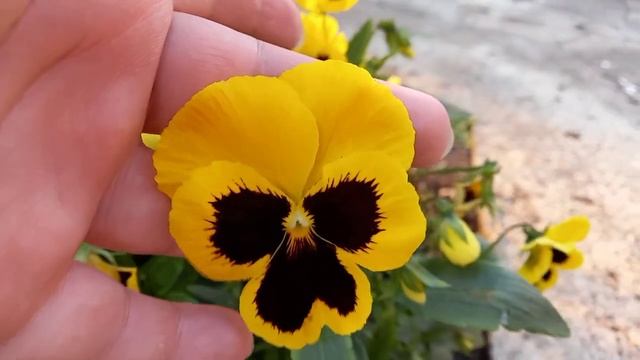 Последняя роскошь в огороде / привет из деревни / кто разделит со мной любовь к этой красоте?