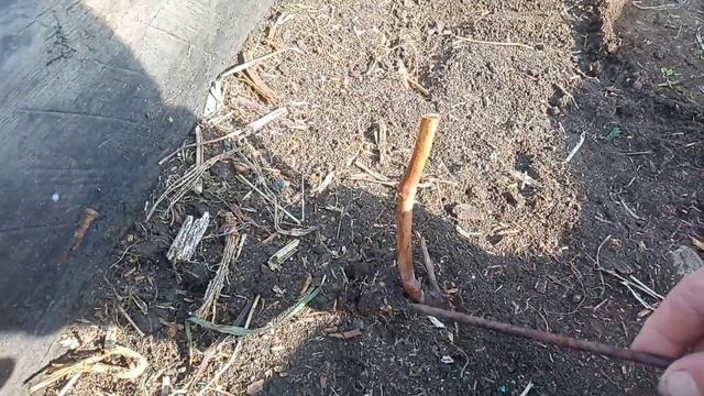 Как подготовить и обрезать виноград выращенного из косточки..mp4