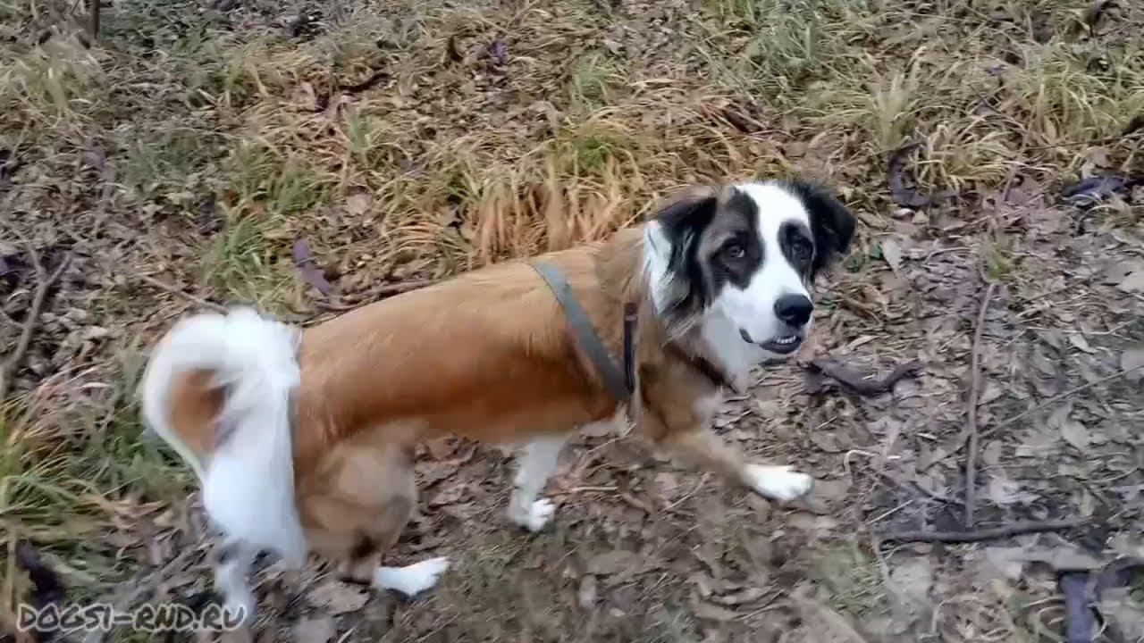 Шуля гуляет сама по себе и выпрашивает вкусняхи. 17.12.2021