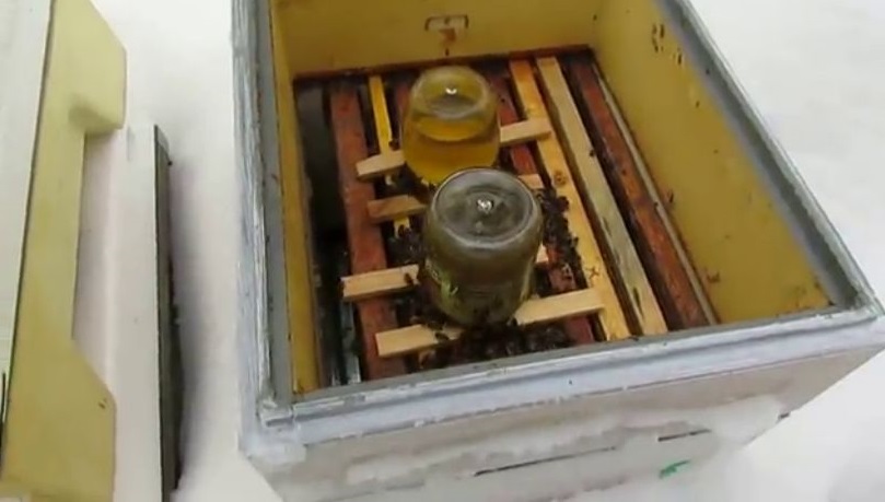 зимняя гибель пчел - причина, и как подстраховаться от потерь пчел при зимовке