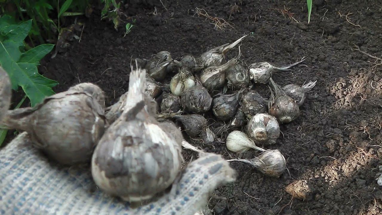 ЭТОТ ЛУК ДОЛЖЕН РАСТИ В КАЖДОМ САДУ ЛУК СУВОРОВА