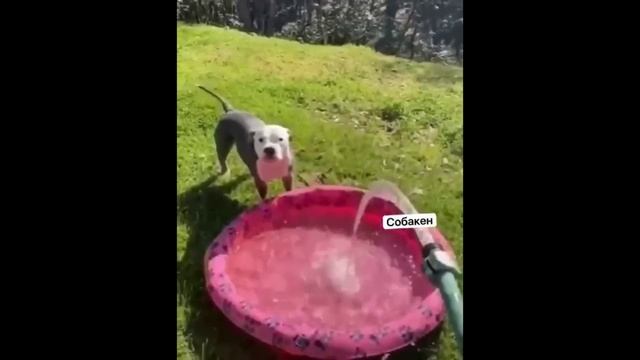 СОБАКИ - ИГРАКИ :))