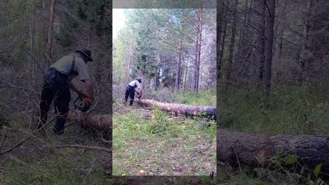 Пилю сосенку для террасы землянки.