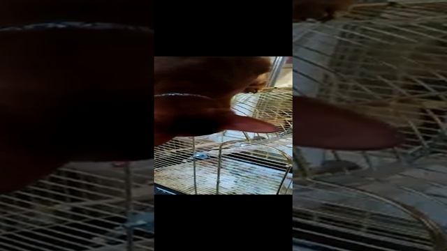 Мальчик оказался девочкой и снес яйцо! Карлуша снеслась
