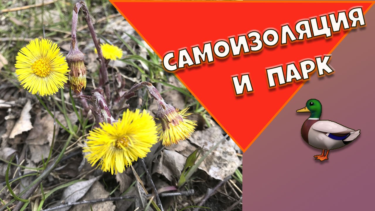 Парк Покровское Стрешнево весной. Московские парки.