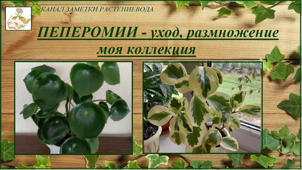Пеперомии уход, размножение, моя коллекция