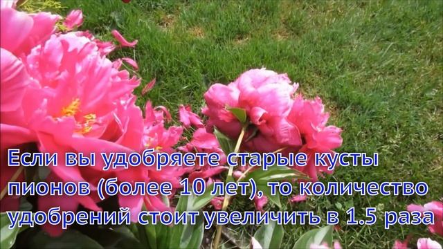 Чем подкормить ПИОНЫ весной для пышного цветения