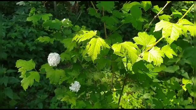 Летние хлопоты.