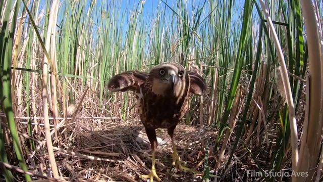 Животный мир Купинского района. Хищники. Ястребиные.