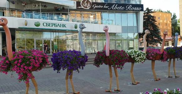 Страусы в Курске.