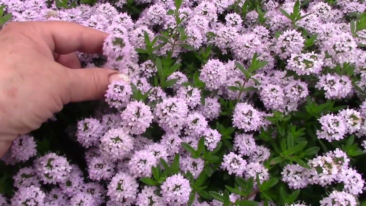 Самый полезный газон!.