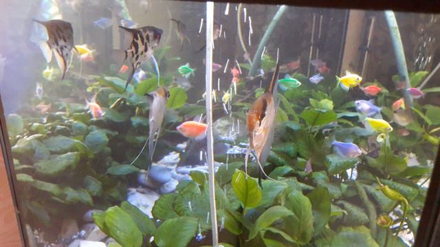 Много рыб в аквариуме.