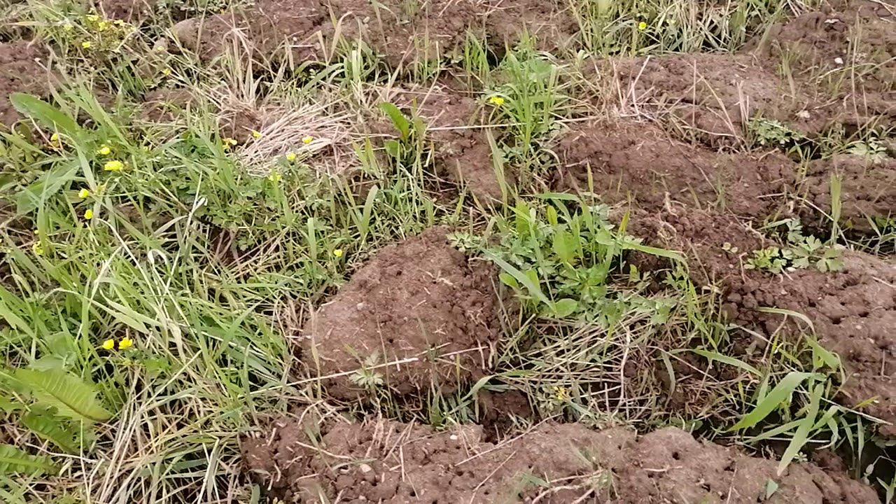 Отправить всех на.....  поле..... экспериментальное