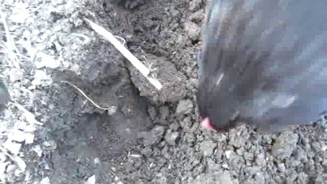 добыватели червяков