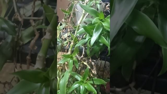 #золотойус#золотой_ус Золотой ус до пола!