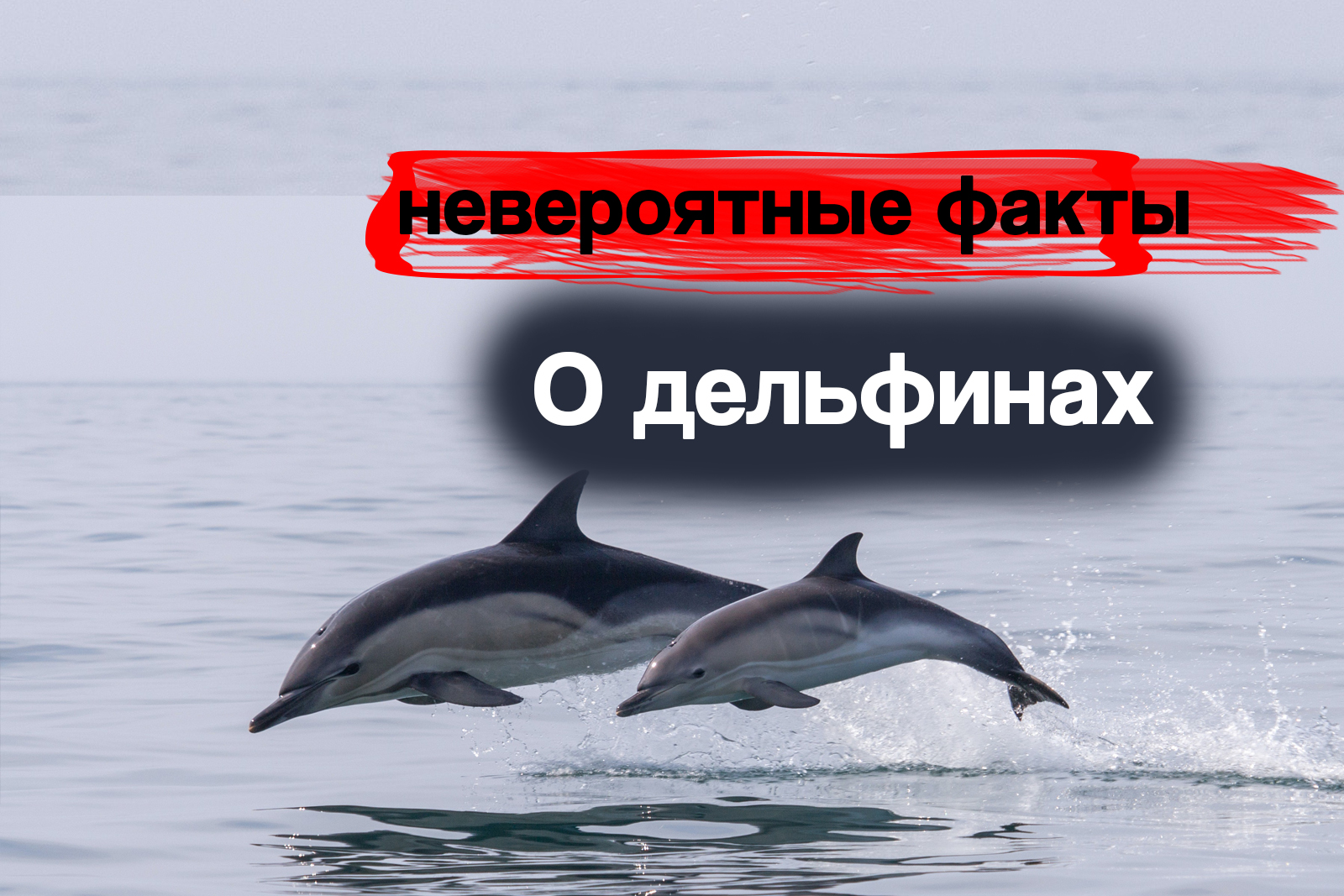 Невероятные факты о дельфинах.