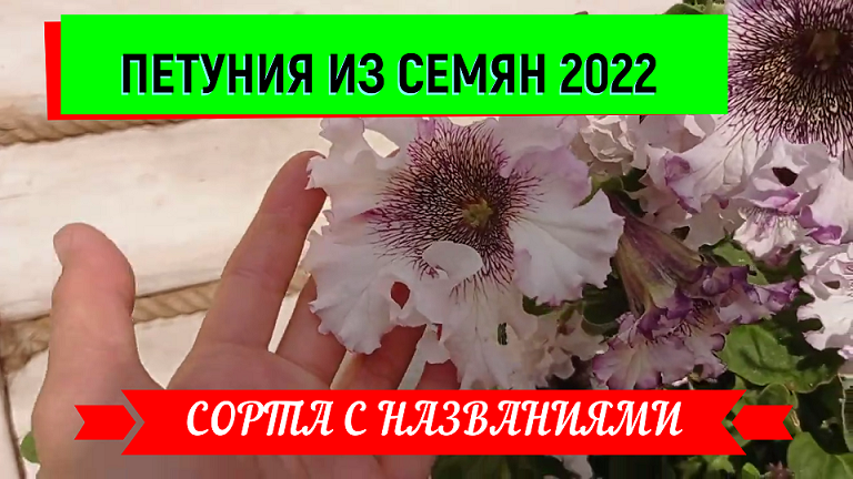 #петуния ПЕТУНИЯ ИЗ СЕМЯН 2022.СОРТА С НАЗВАНИЯМИ!#петуния_из_семян#петуния2022#петуния_в_цветниках#