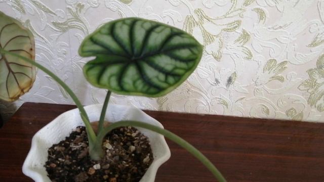 Алоказия Шкура Дракона