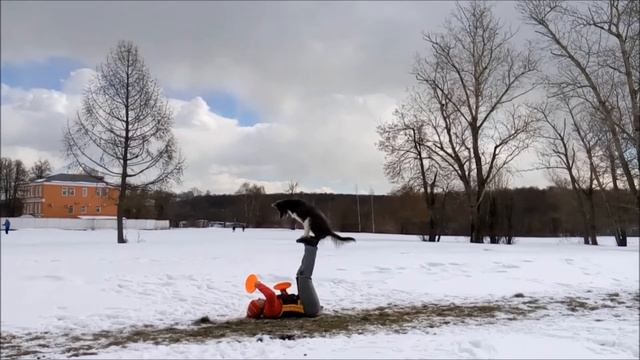 Бордер-колли Мышь - реверсивный вольт, футстолл.mp4