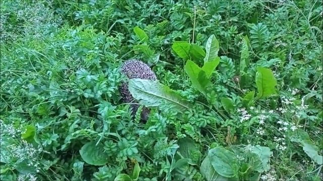 Ёжик в гости к нам пришёл