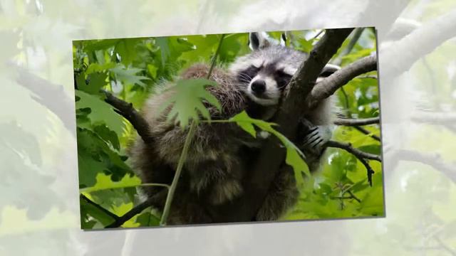 еноты 2019 красивое видео