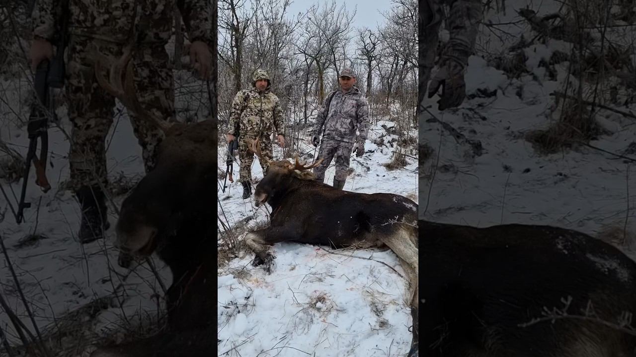 Добыли лося! #охотарыбалка #охота #трофей #лось