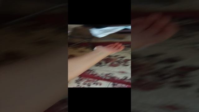 Виноватый взгляд и орущий кот за кадром